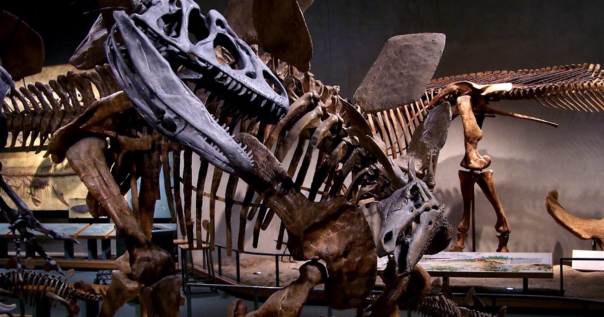 The Natural World: The Thagomizer of Stegosaurus (Stegosaurus Week)