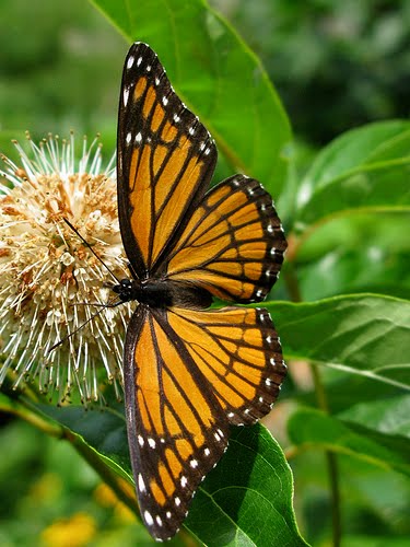 PENGERTIAN DEFINISI ISTILAH ARTI KATA: JENIS DAN TIPE INTERAKSI ANTARA ...