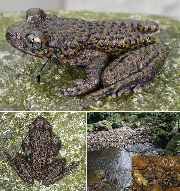 Species New to Science: [Herpetology • 2020] Oreolalax longmenmontis ...