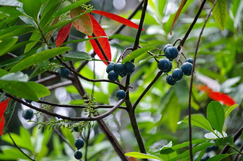 Trees and Plants: Blue Marble Tree (Elaeocarpus Angustifolius)