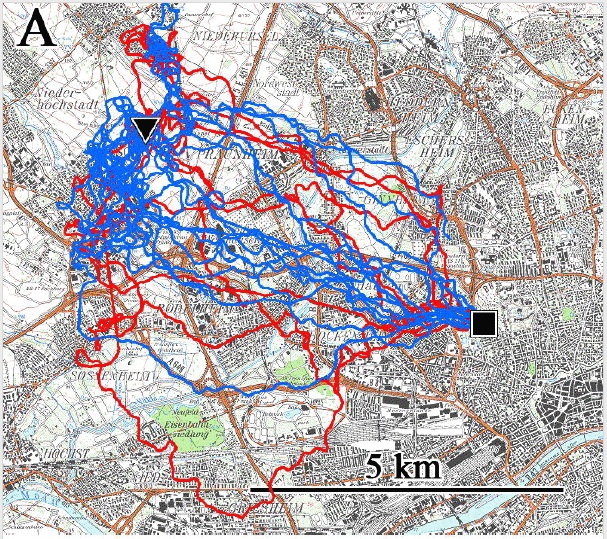 Inkfish: Homing Pigeons Never Stop Learning Ways to Get Home