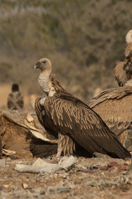 10 Of The Heaviest And Largest Flying Birds On Earth Amazing Pets For You 10-of-the-heaviest-and-largest-flying-birds-on-earth-amazing-pets-for-you
