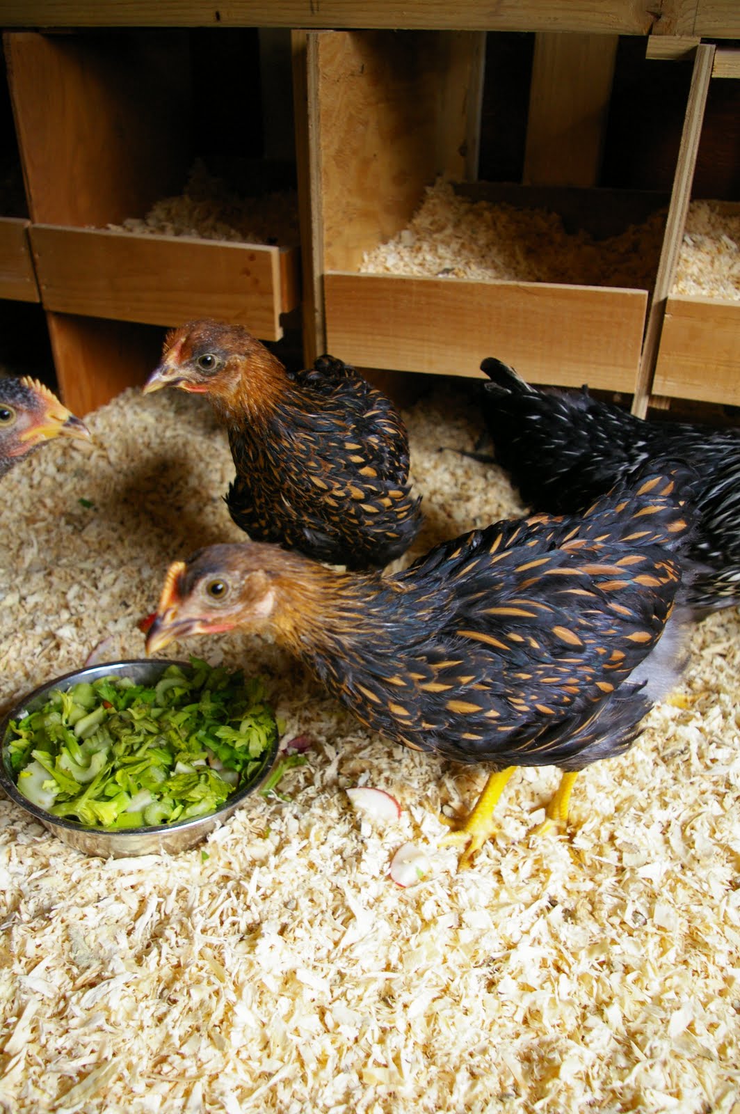 Thank You and Welcome | Community Chickens