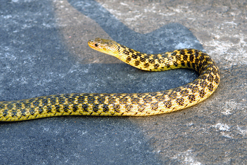 Reptile Research and Conservation Trust Of India: 30 Species Of Indian ...