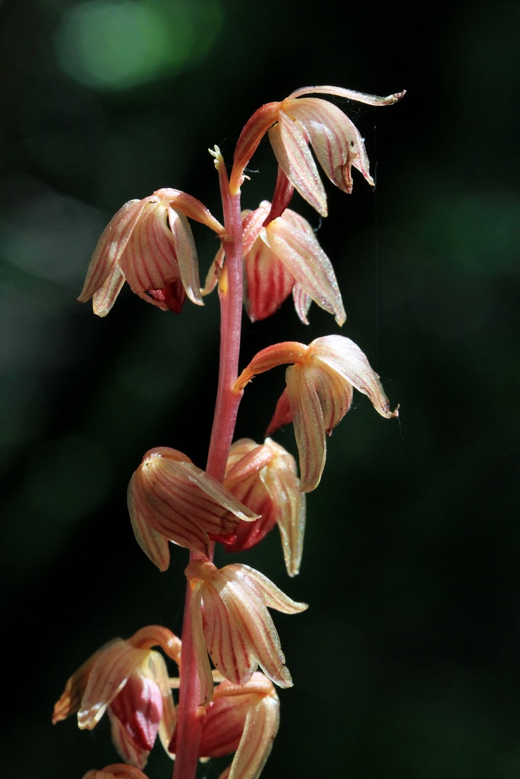 Native Orchids of the Pacific Northwest and the Canadian Rockies (and ...