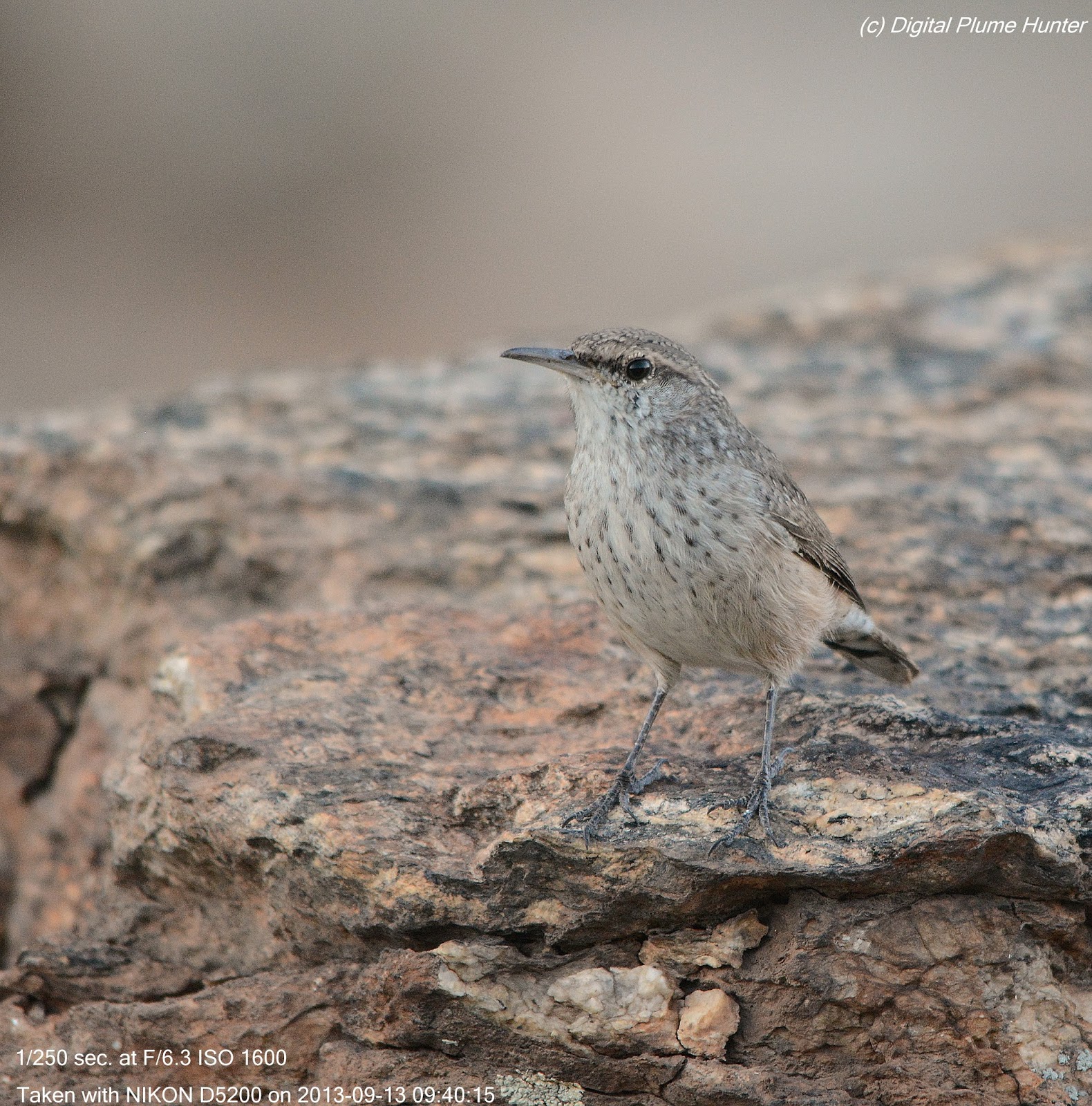 Hunting Digital Plumes in the US and Beyond: Wrens that Rock: Rock Wren ...