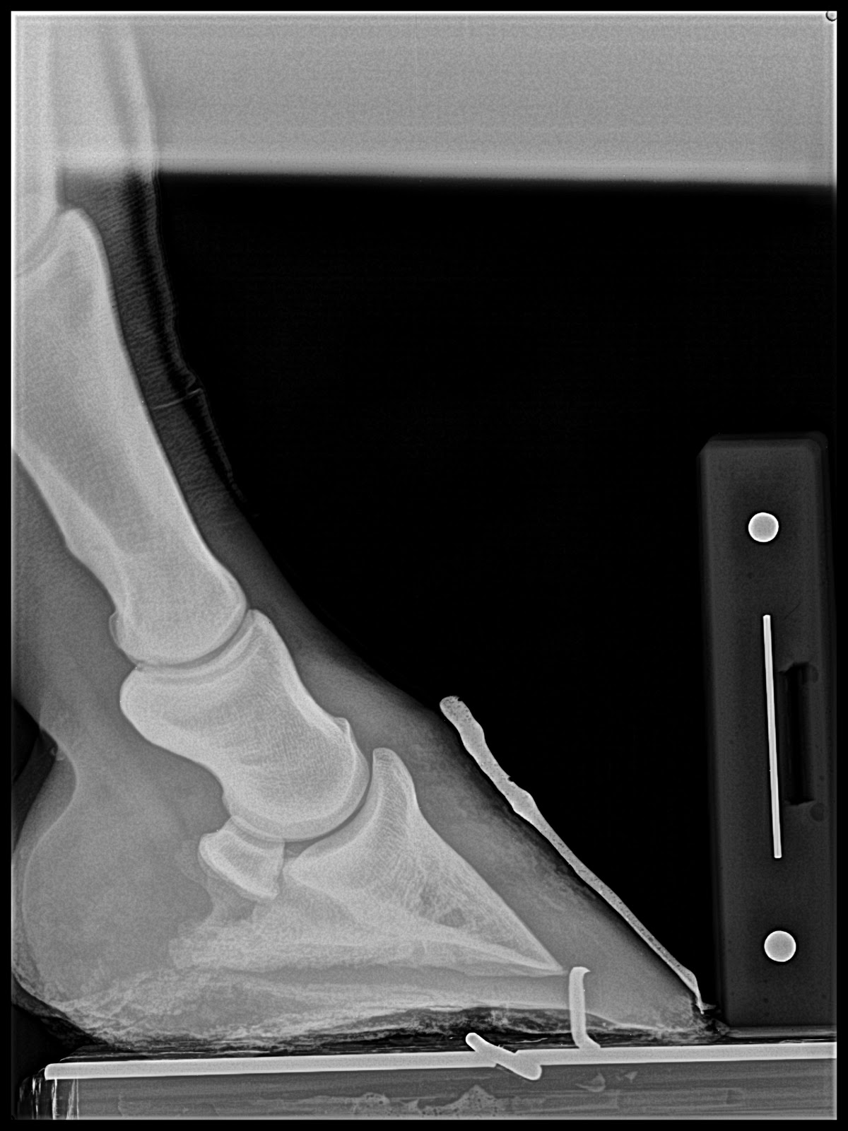 Innovative Equine Podiatry: Clinics and Demonstrations