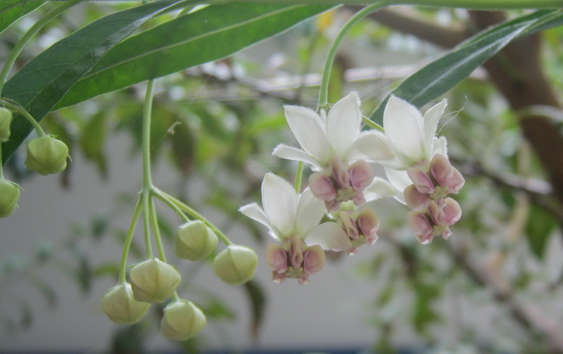 my walk with food and beautiful plants and flowers: Flower: Swan Plant ...