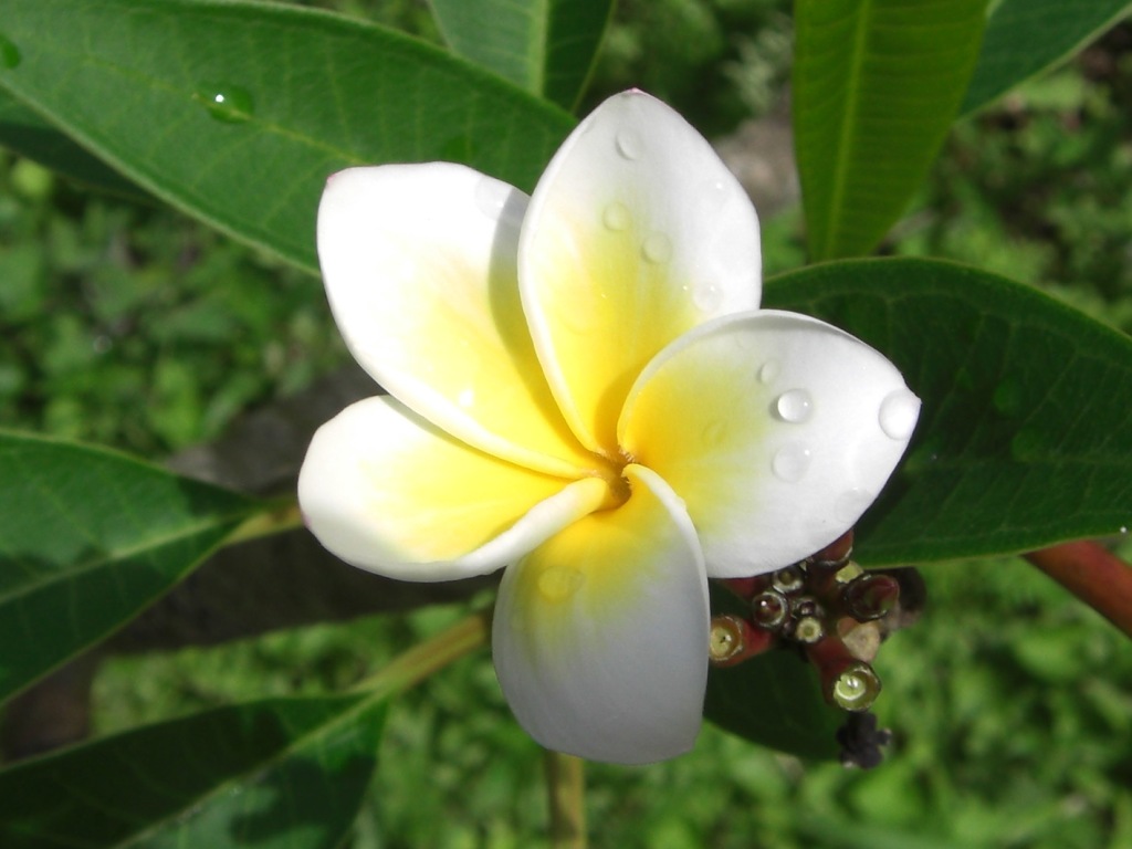 Penjelasan Foto Flora - Zona Fotografi Indonesia