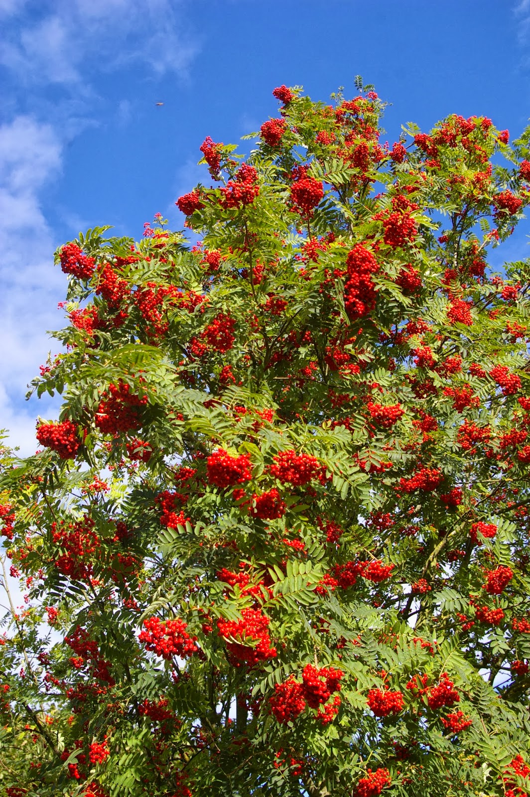John Grimshaw's Garden Diary: Celebrating Sorbus