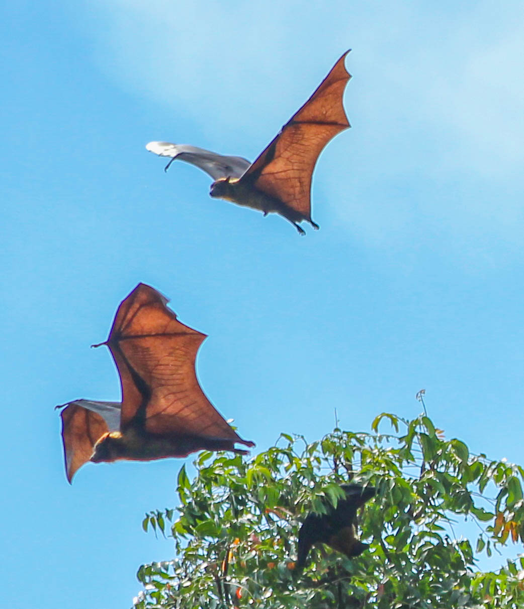 Cannundrums: Indian Flying Fox