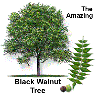 Reflections from Bon Bon Pond: The Amazing Black Walnut Tree