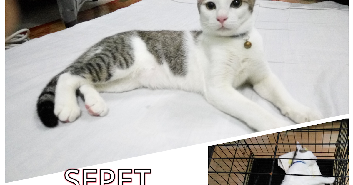 ♥Corat Coret Nusha ♥: Kucing ke 23 dimandulkan : Sepet anak Seri