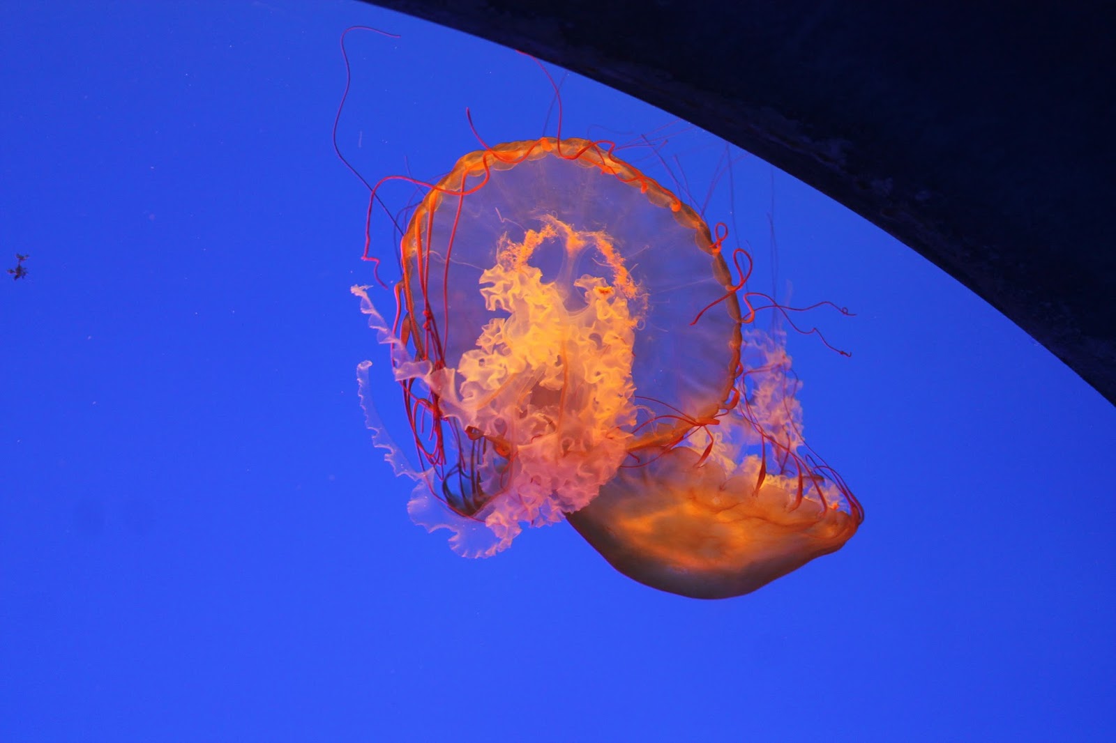 The Missouri Mom: Johnny Morris’ Wonders of Wildlife National Museum ...