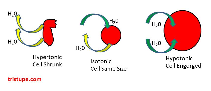 Overhydration Leading To Hyponatremia ~ TRISTUPE.COM