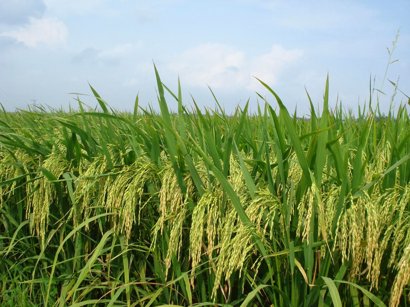 TEKNOLOGI PENINGKATAN PRODUKSI PADI BERBASIS ORGANIK (TP3BO) HCS ...