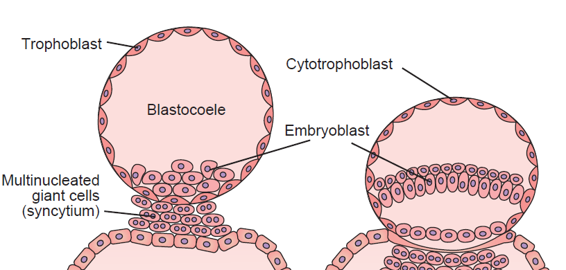 Ciencias de Joseleg: Día 8 de gestación