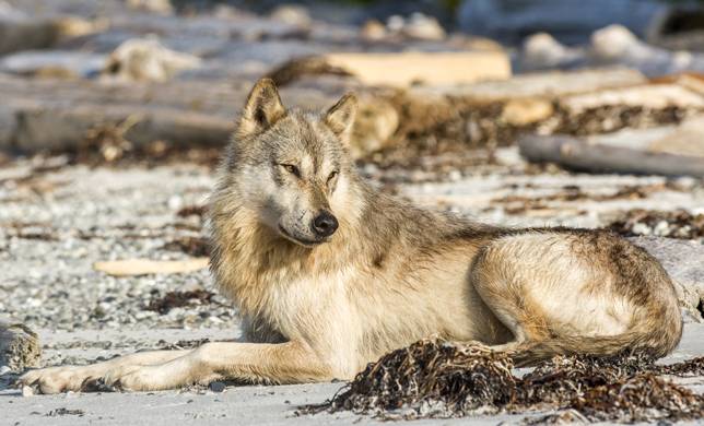White Wolf : Meet the Rare Sea Wolves With Two Paws in the Ocean and ...
