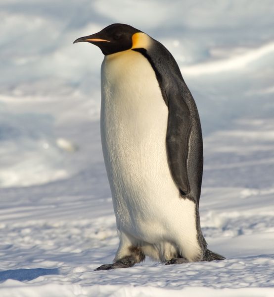 DIVAGAR SOBRE TUDO UM POUCO: PINGUINS