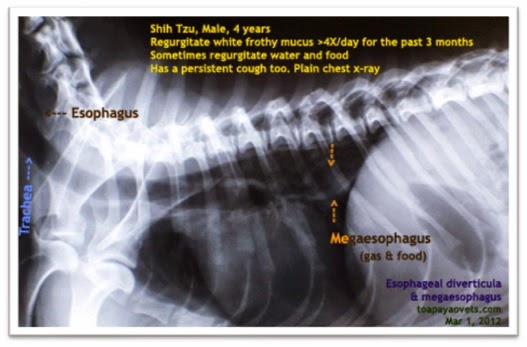 Gambaran radiografi normal esofagus danmegaesophagus