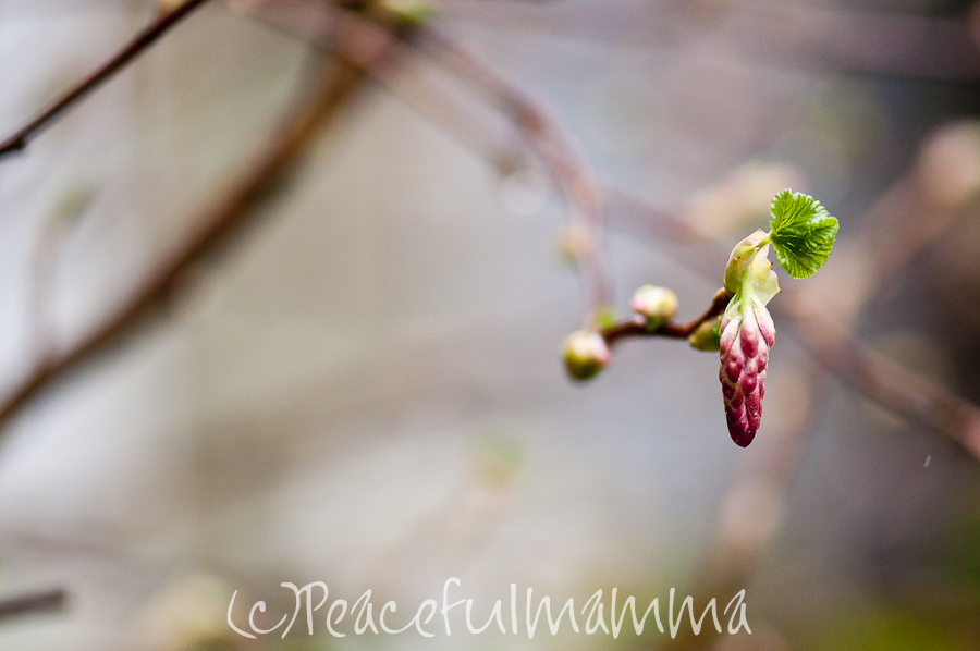 Peaceful Mamma: Yearning for Spring