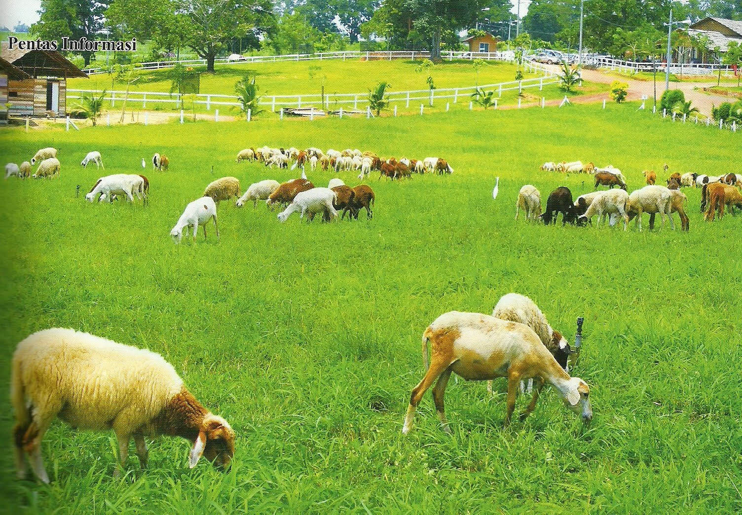 SISWAZAH PENTERNAK RUMINAN: Impian Penternak