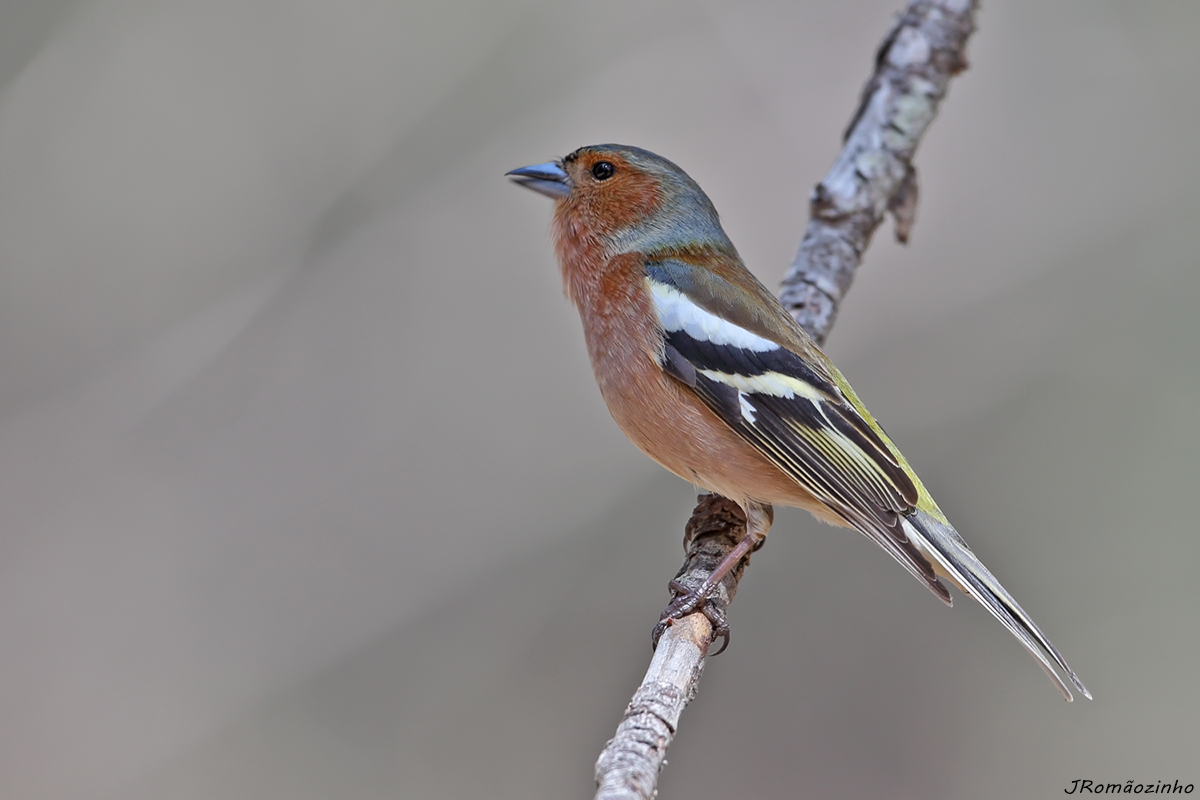 Pescador de aves: Tentilhão comum