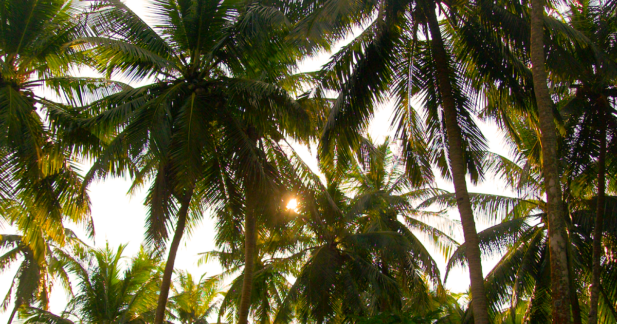 Kalpavriksha | coconut tree - The plant of life