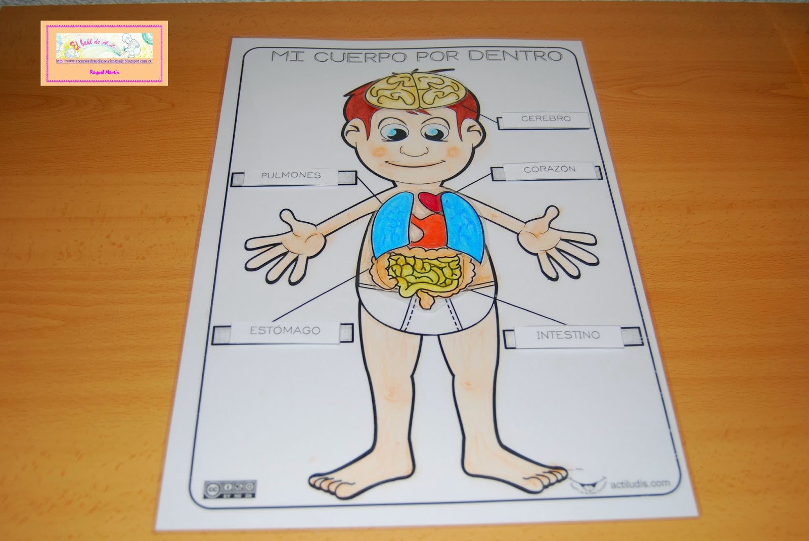 El baúl de A.L: Órganos internos.