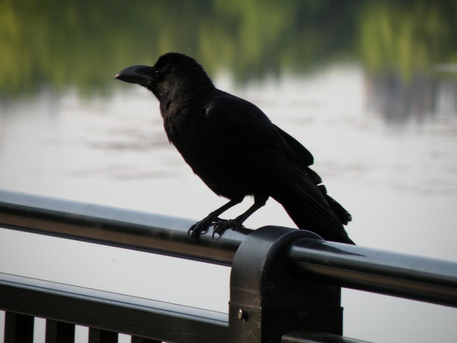 BirdingGirl: Large-billed Crow pictures from Japan