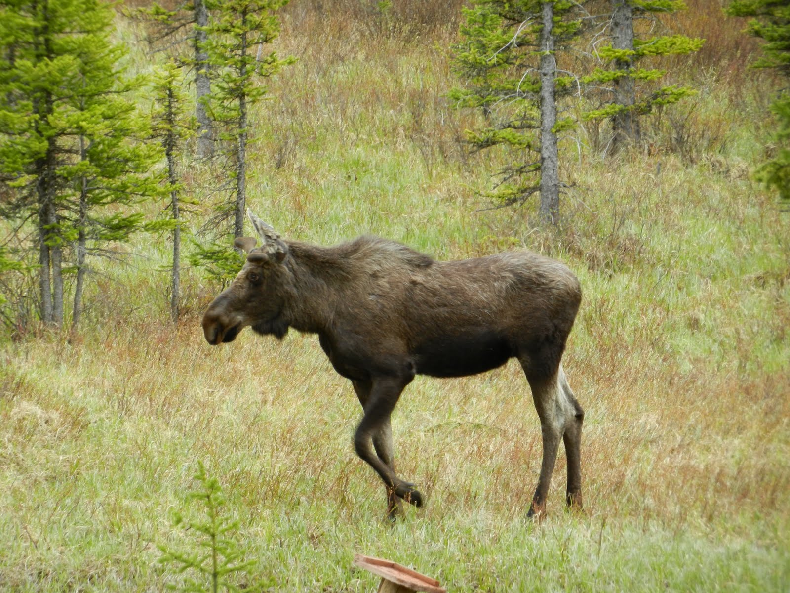 Treasuring It Up: Moose Are Strange