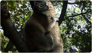 Ciencias para el mundo contemporáneo: Anchomomys frontanyensis, primate ...