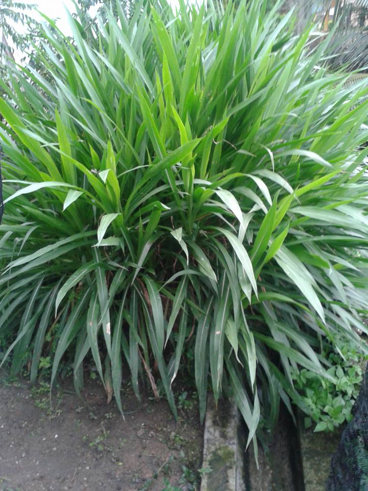 Australia Napier / Dwarf Napier ~ NHE Rabbitry