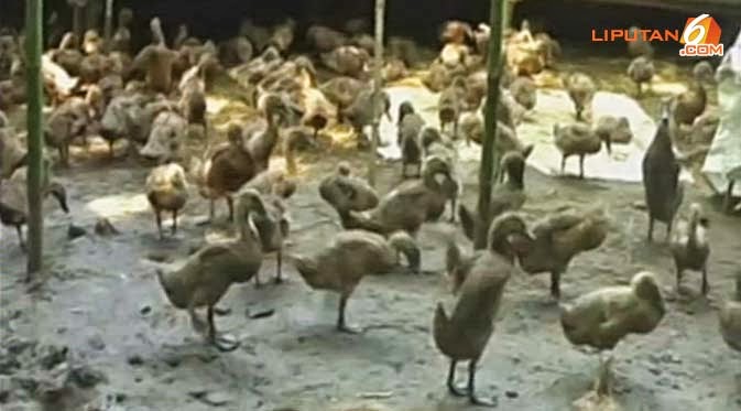 BERITIK BLOG: GAMBAR TERNAK ITIK PETELUR