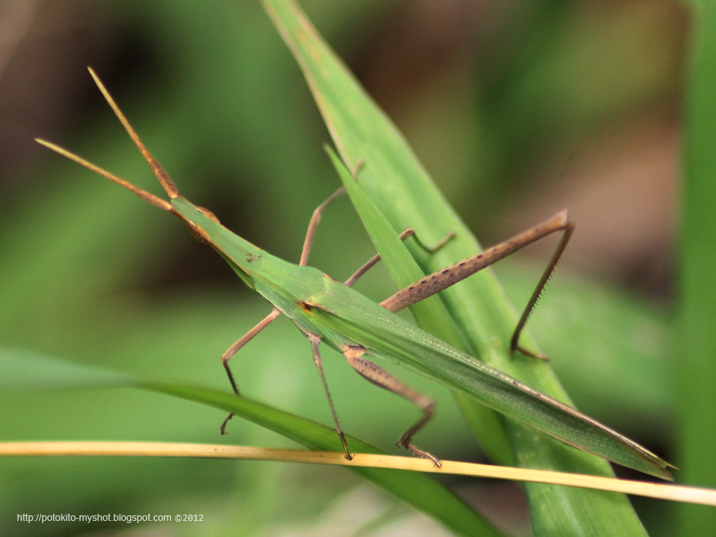 Atractomorpha (grasshopper) - Alchetron, the free social encyclopedia
