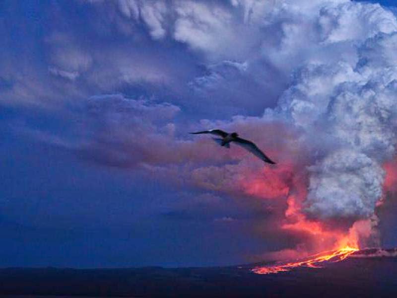 Volcan Wolf Erupts on Isabela Island - Galápagos Eco Friendly: The Blog