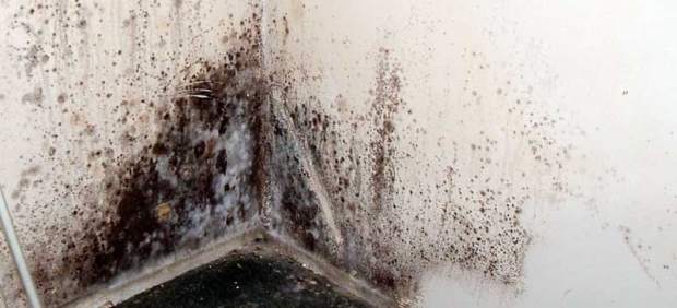 Auvicap Rioja: Cómo combatir el moho y los hongos en paredes y fachadas.