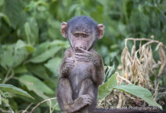 Jeff Cable's Blog: The monkeys and baboons of Tanzania, Africa