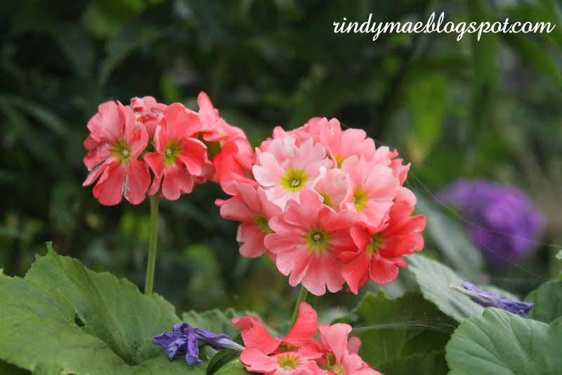 Rindy Mae: The Front Yard: 6/23/15