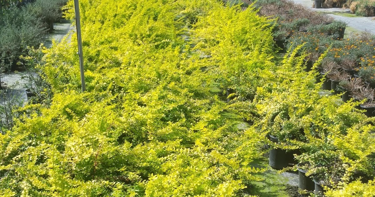 John's Western Tree Plant Photos: Berberis thunbergii Aurea - Golden ...