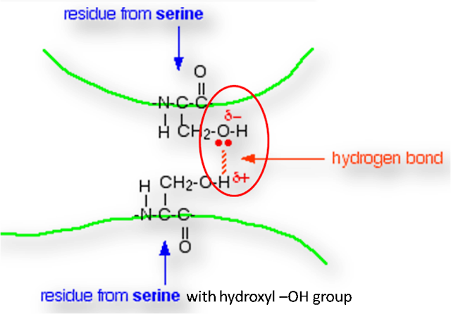 What are the 6 Major Chemical Bonds or Interactions In Proteins?