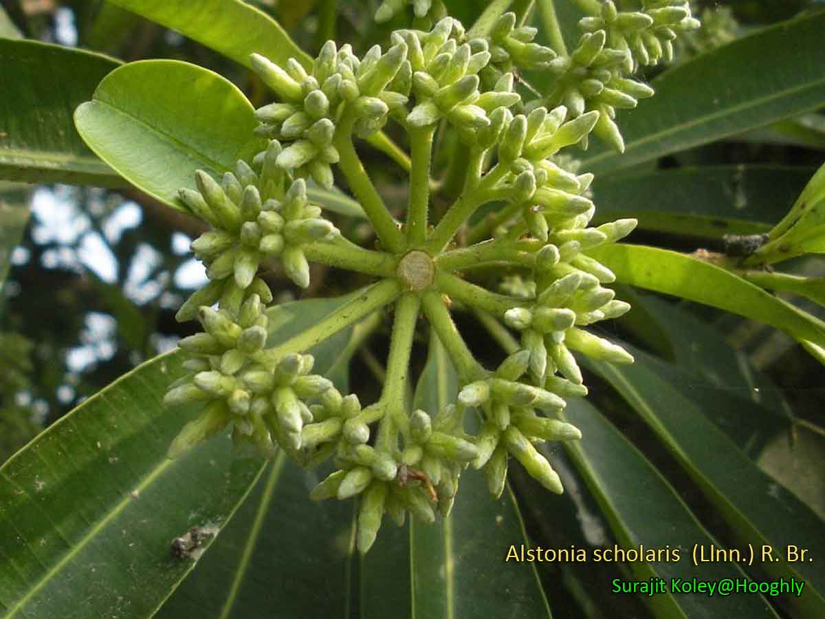 Medicinal Plants: Alstonia scholaris, Saptaparni, Edakula chettu, Devil ...