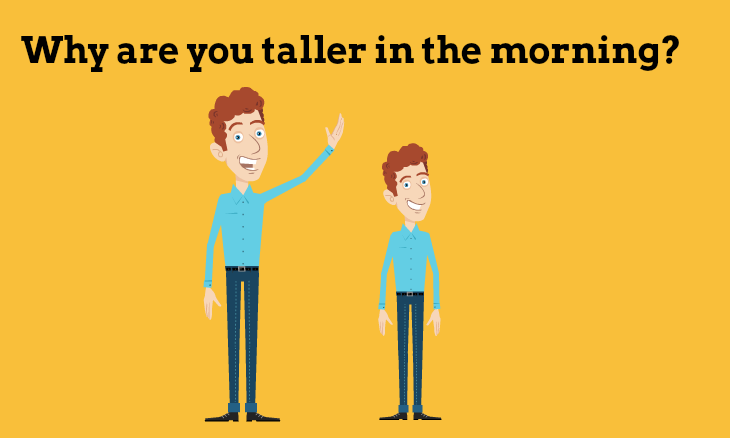 You are taller in the morning than you are in the evening cartilage in ...