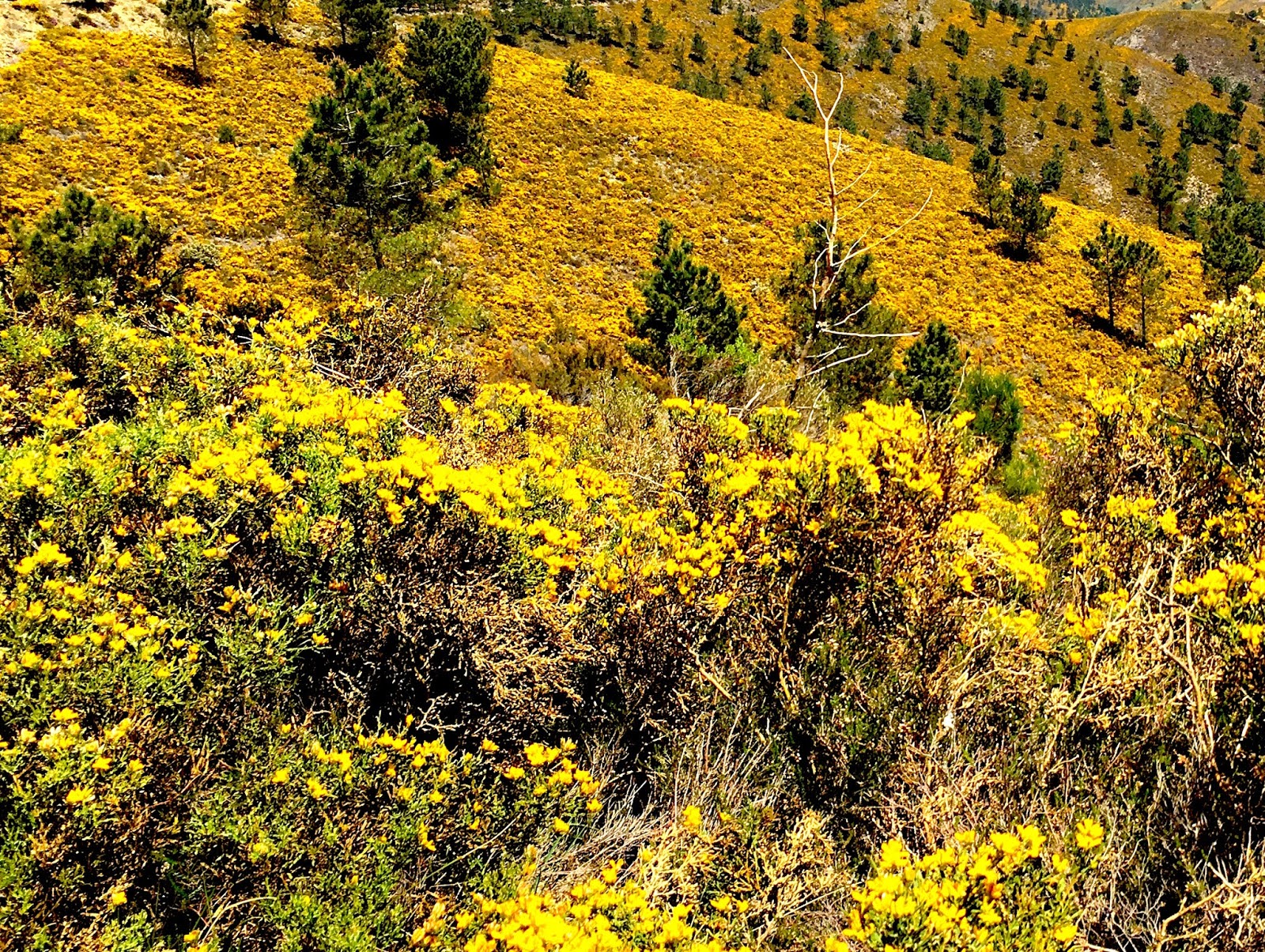 Bate o vento sopra a chuva: Flor da carqueja
