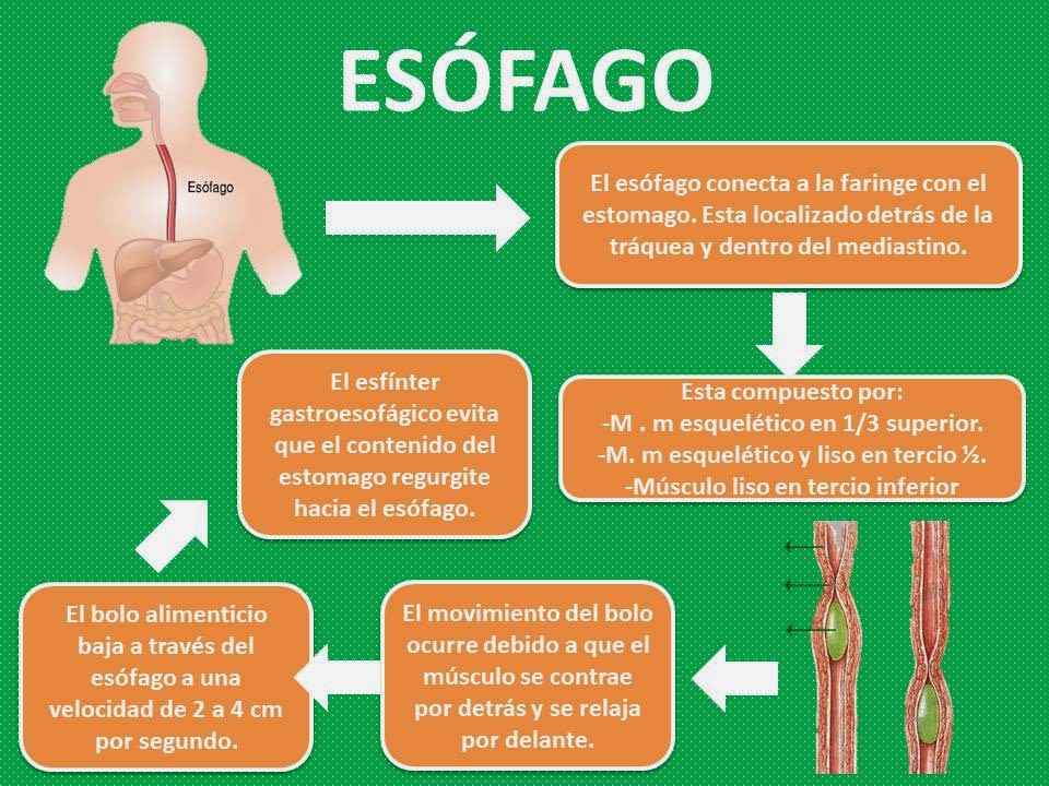 Blog de Fisiología, UAS, Valeria Medel García : ESÓFAGO