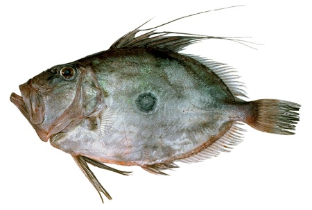 Behind the French Menu: Saint-Pierre, that unique fish. John Dory in ...