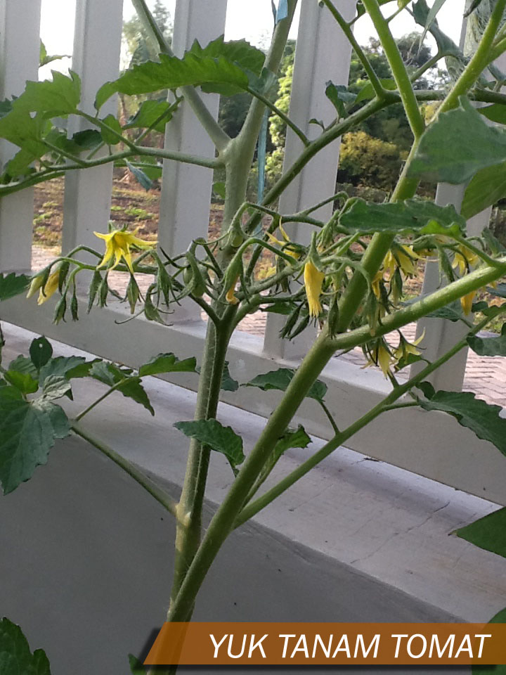 menanam tomat cherry ruby di kebun rumah ~ My home sweet home