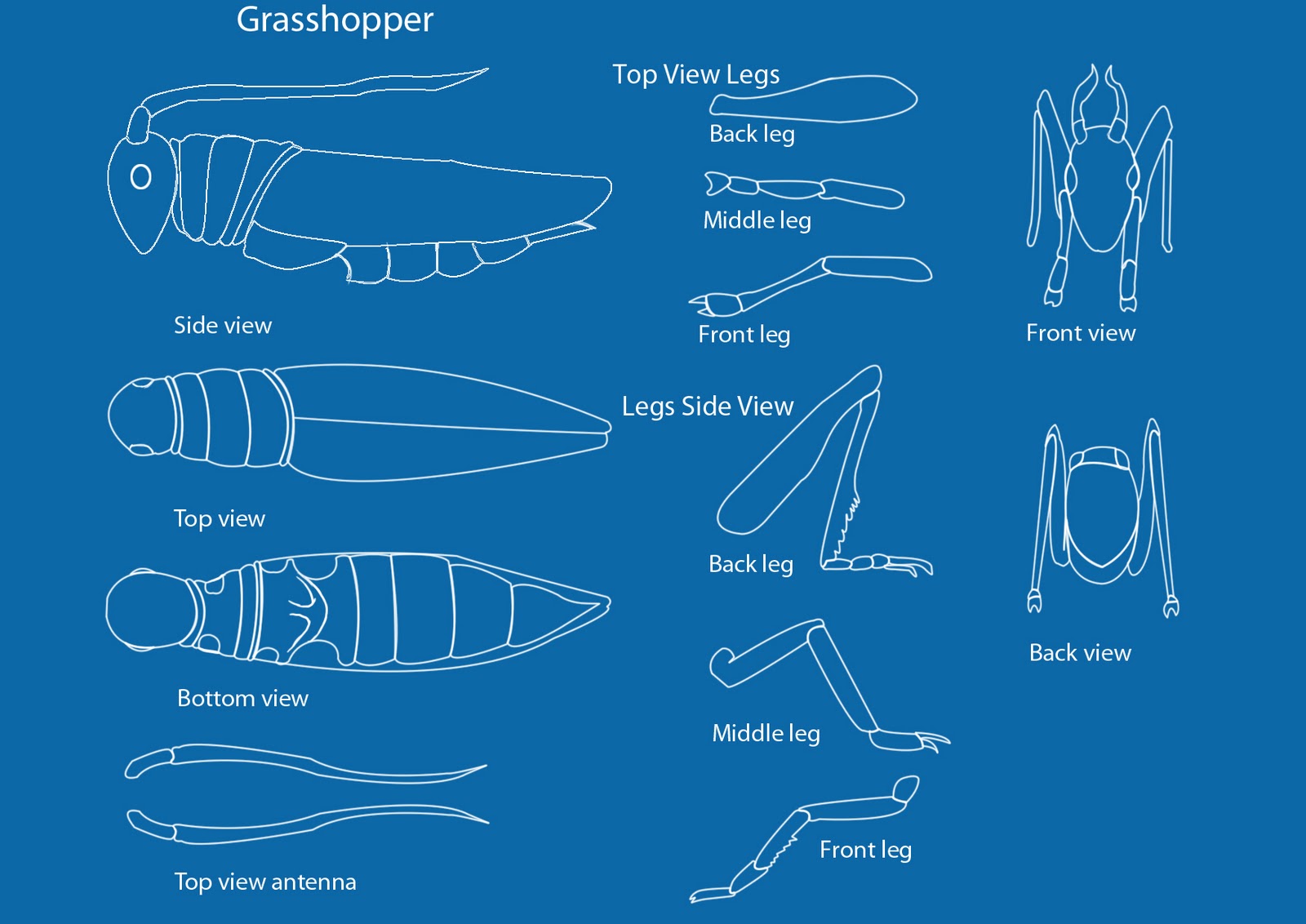 Charlie-Lambert-XB2002: Podracer And Grasshopper Models