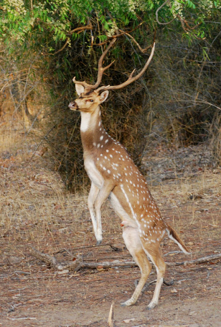 Deer Biography and all details of Dear