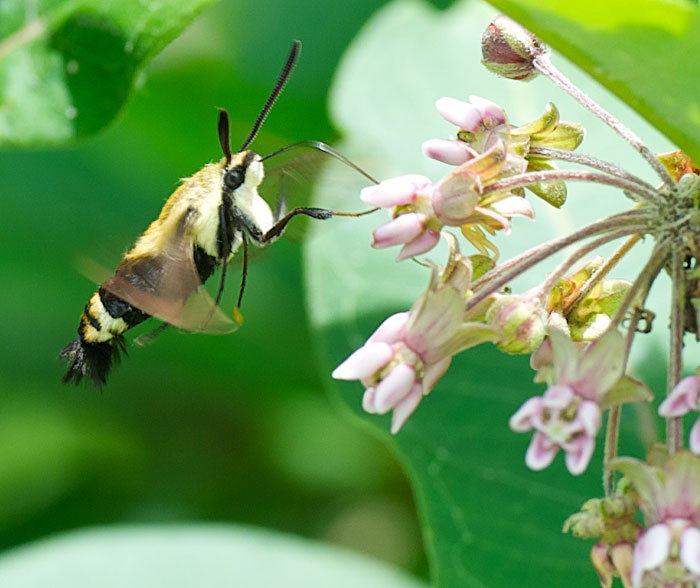 Red and the Peanut: Snowberry Clearwing Hummingbird Moth (Hemaris diffinis)